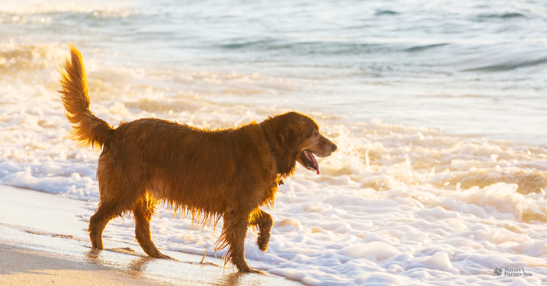 Sea Moss for Pets: Benefits for Gut, Joints & Immunity